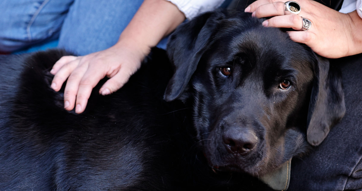 33% de los perros sufren sobrepeso u obesidad en Chile: cómo cuidar su ...