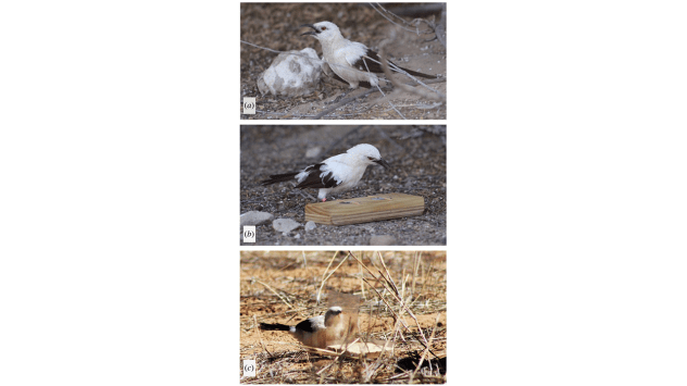 Heat disrupts animal brains, affecting behavior and learning ability ...