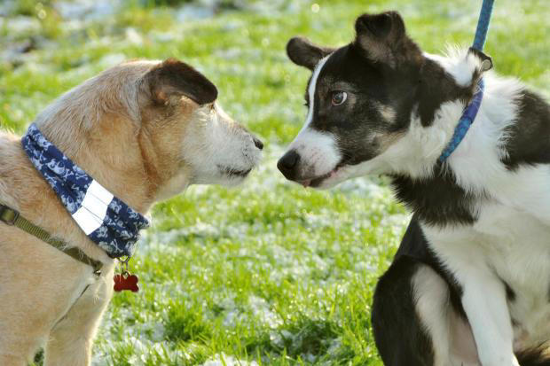 Dog behaviourist warns against hugging dogs