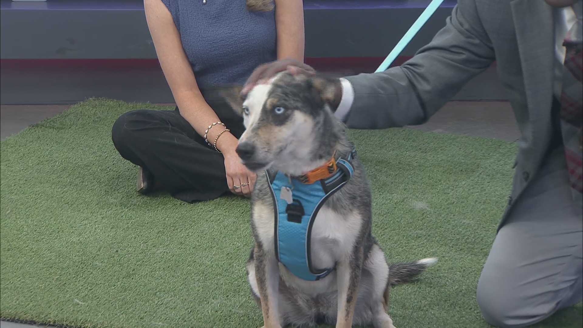 Meet Posie from the Clay County Animal Shelter