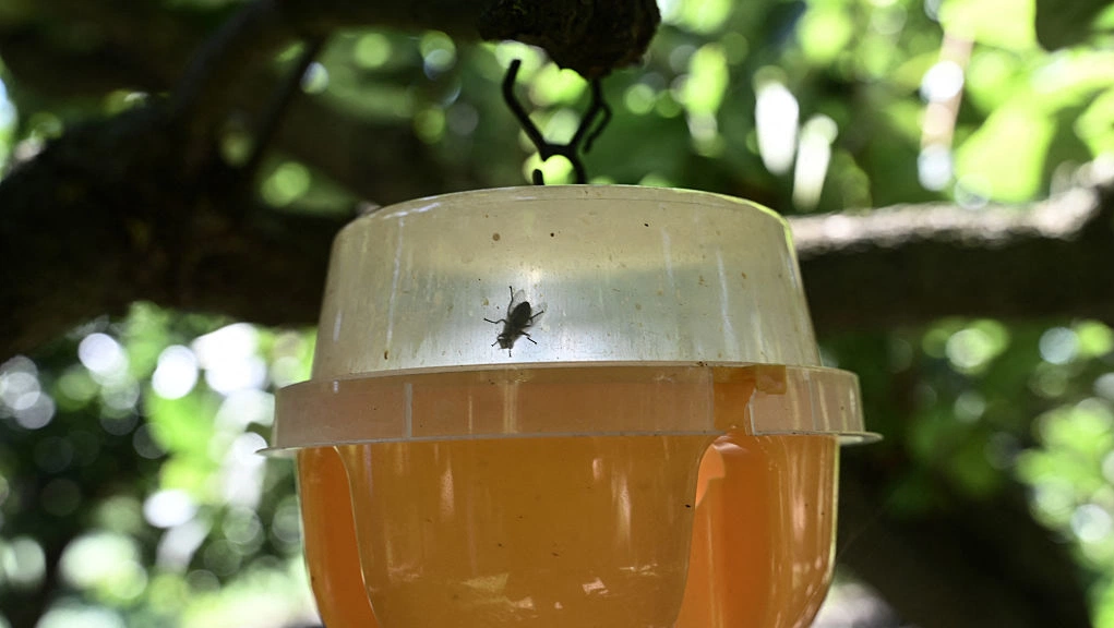 Experts reveal fastest DIY trap to stop fruit flies