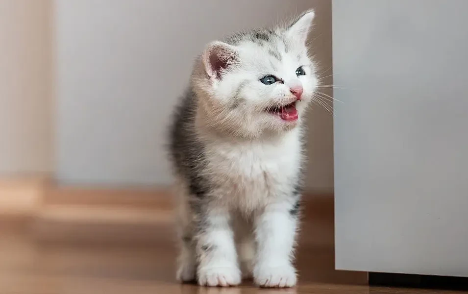 Learning to speak your cat’s language