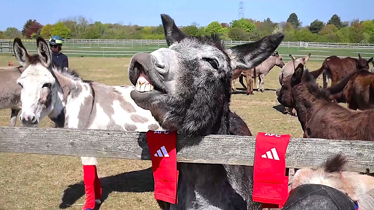 Why are these donkeys wearing Arsenal socks?