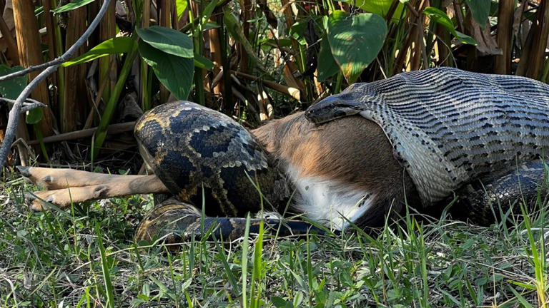 A python swallowed a full-sized deer and the moment left researchers ...