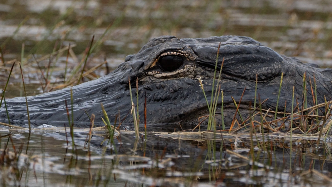 9 dangerous animals in Florida