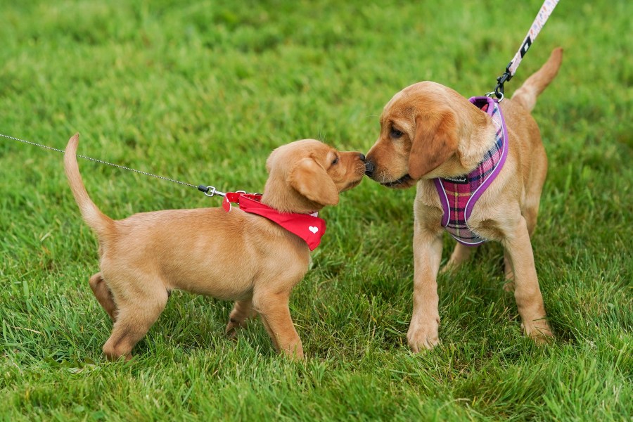 NYC borough releases dog poop study: Find out where the most complaints are