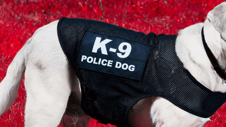2 police dogs just died together on duty — and now NJ investigators ...