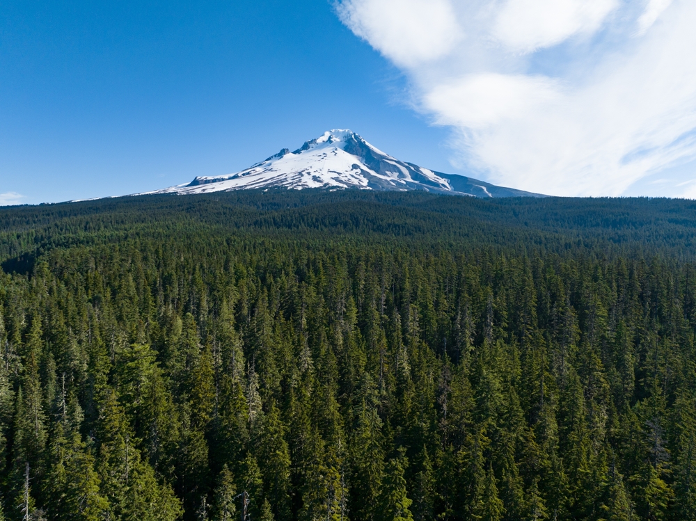 15 best forest getaways with cabins, trails, and cool summer weather