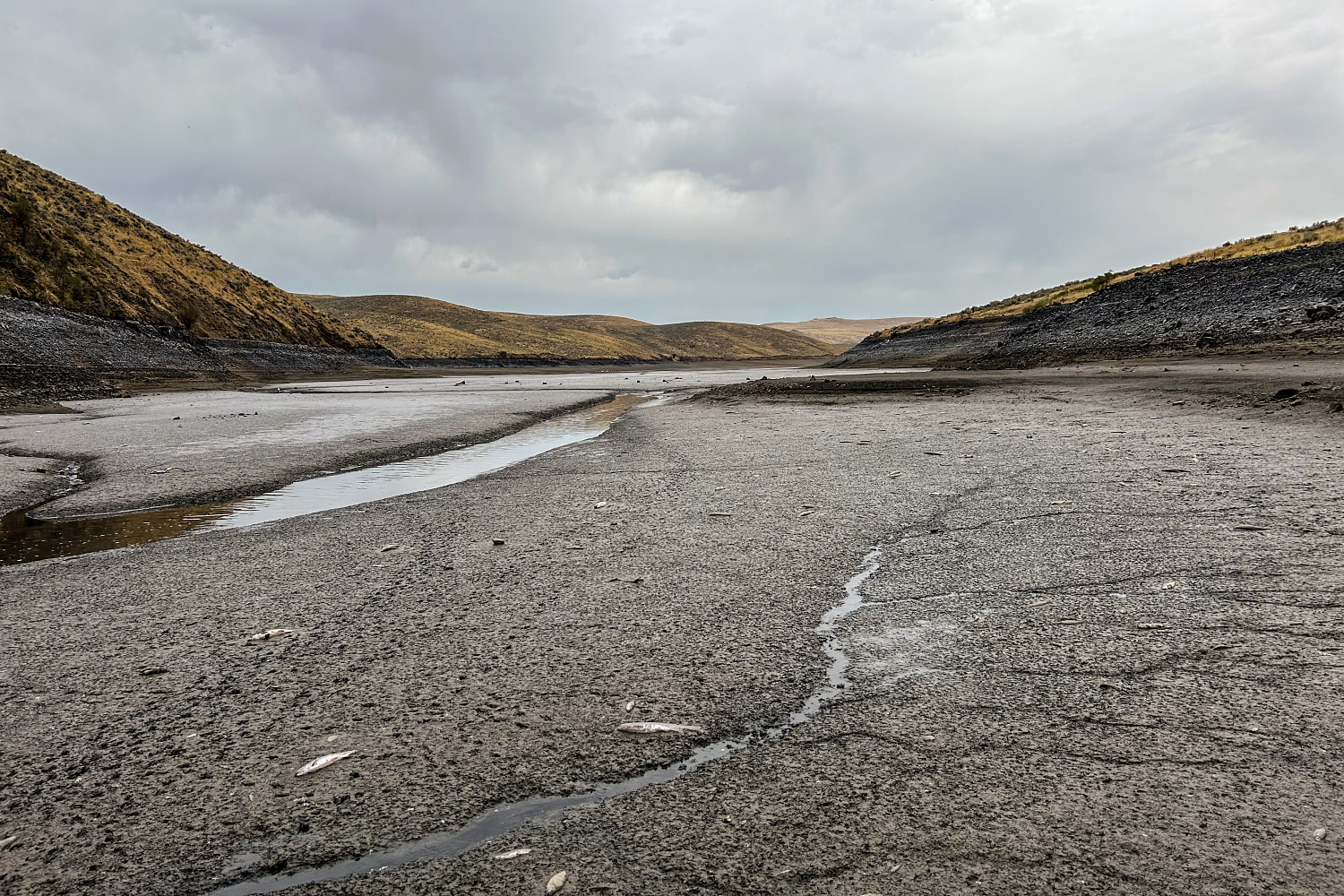 The fish will die regardless: With some Western reservoirs set to run ...