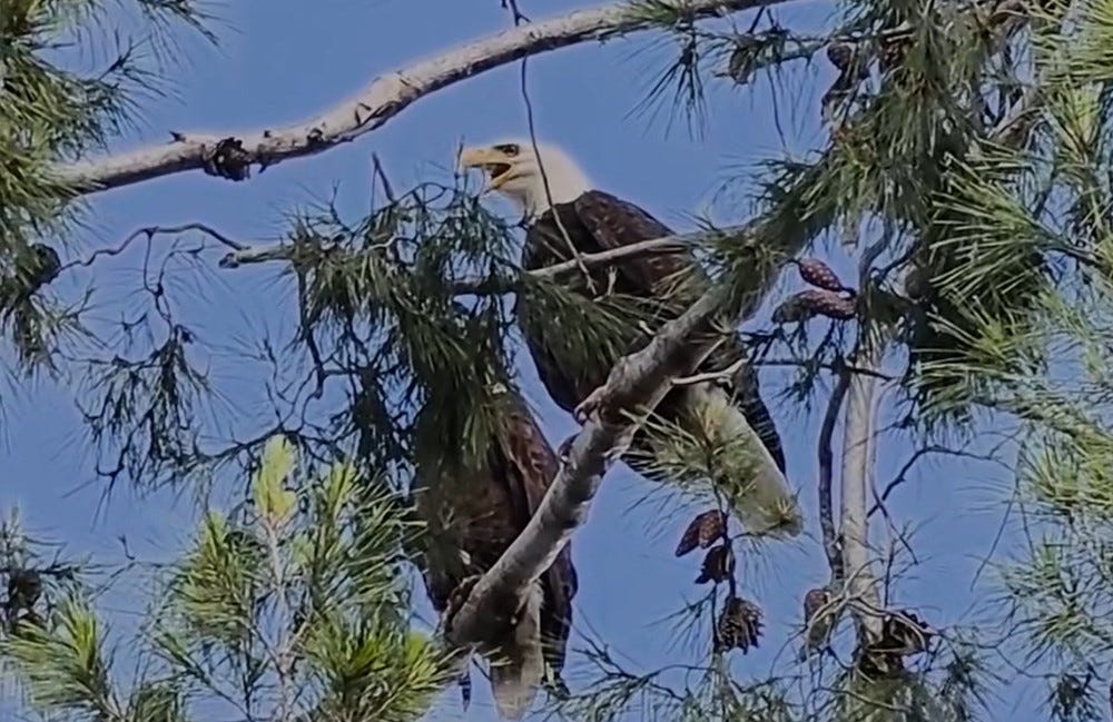 LA County bald eagle pair confirmed as Big Bear chicks grow