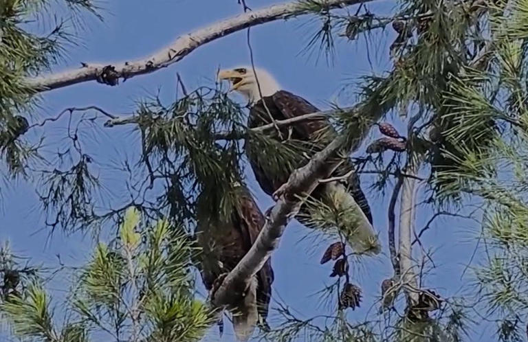 LA County bald eagle pair confirmed as Big Bear chicks grow