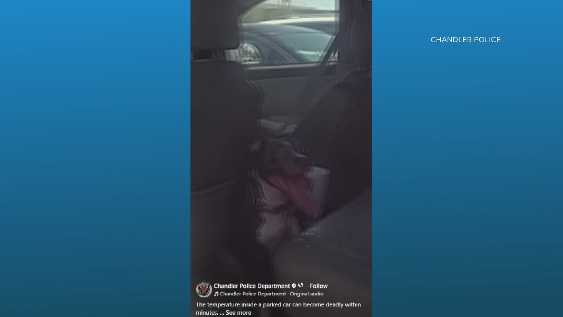 Dog rescued from 132-degree car in Chandler
