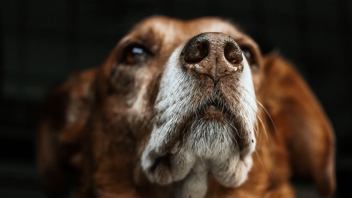 SPCA International reveals 8 warning signs you should never ignore in ...