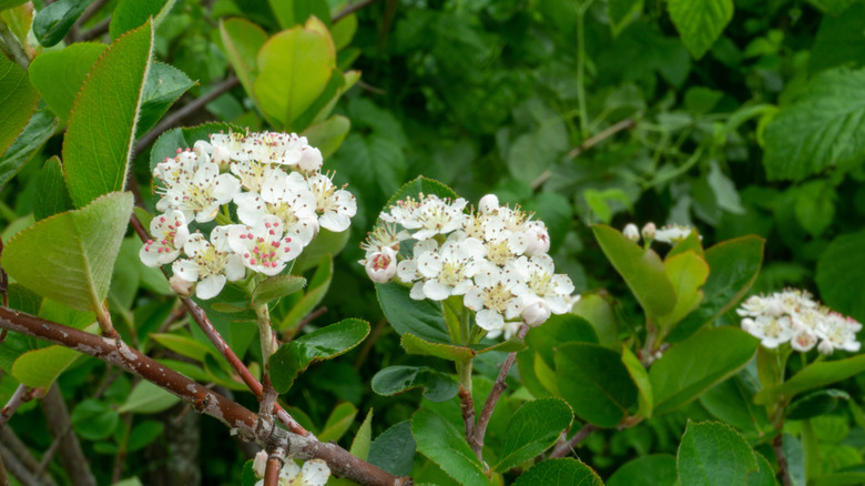 11 plants and trees that can reduce soil erosion while beautifying your ...