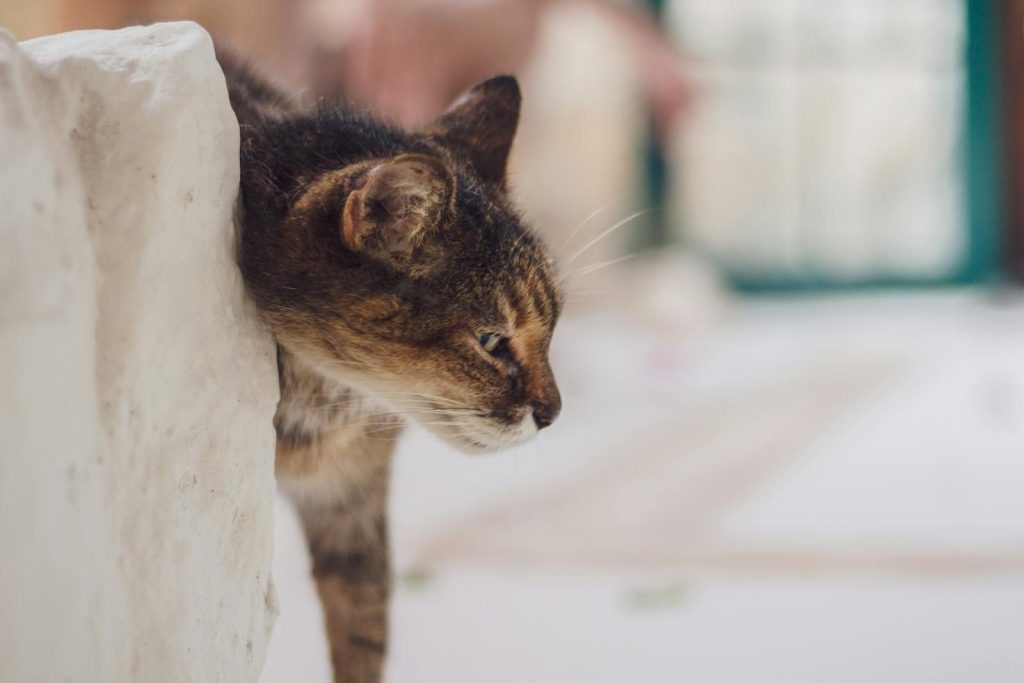 How a playful kitten saved a depressed senior cat