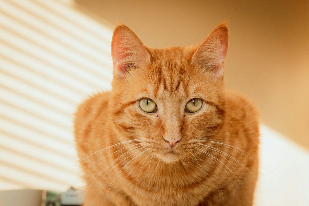 How a playful kitten saved a depressed senior cat