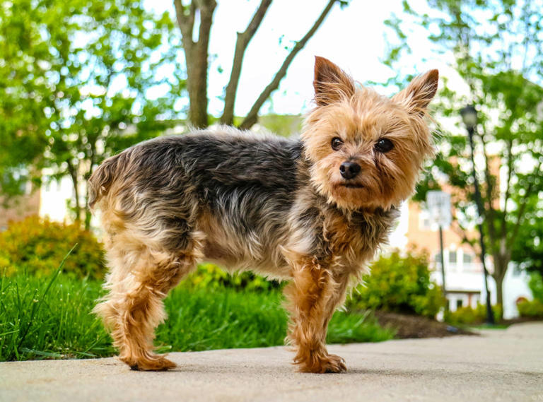 Meet Bridle: A happy senior Yorkie with cancer seeking a loving home in ...