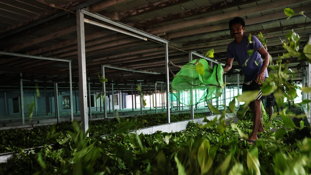 Experts outline safe tea limits and timing for better health