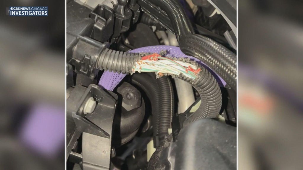 Squirrels hungry for three cars' plant-based parts caused $30,000 in ...