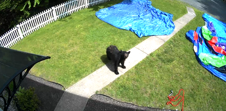 Video: Bear cub curious about bounce house in Montague yard