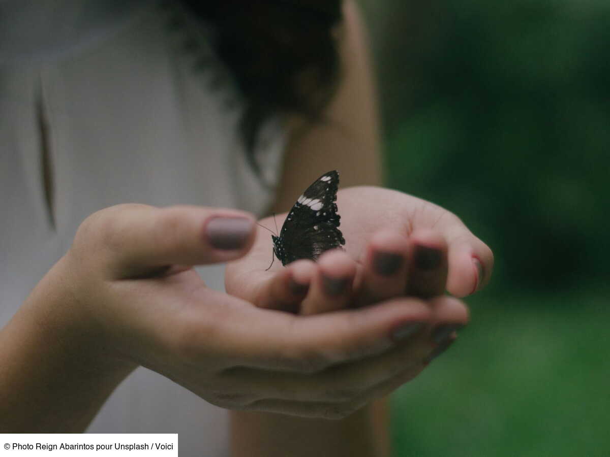 Papillon blanc : quelle est sa signification spirituelle cachée