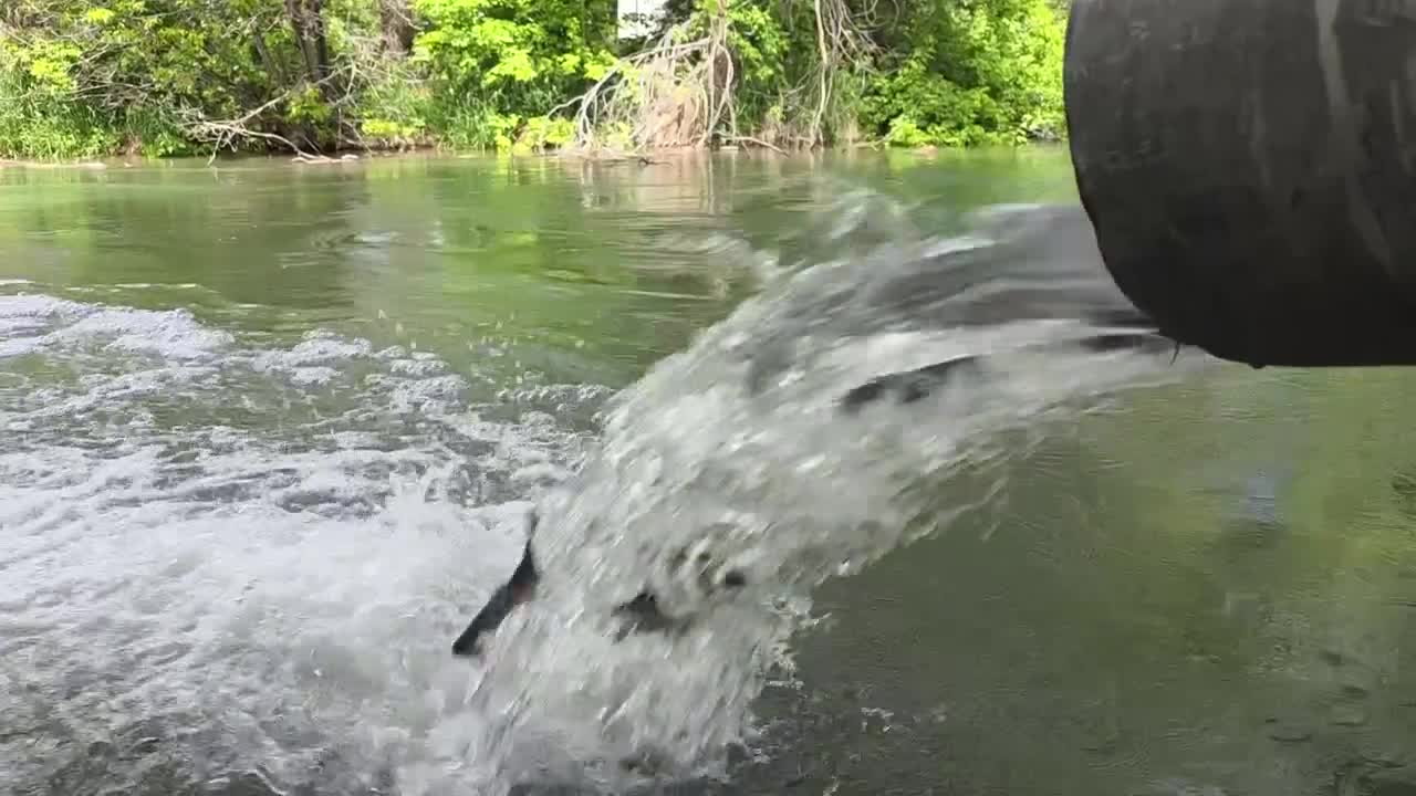 Behind the scenes: How Idaho Fish and Game stocks rivers with trout