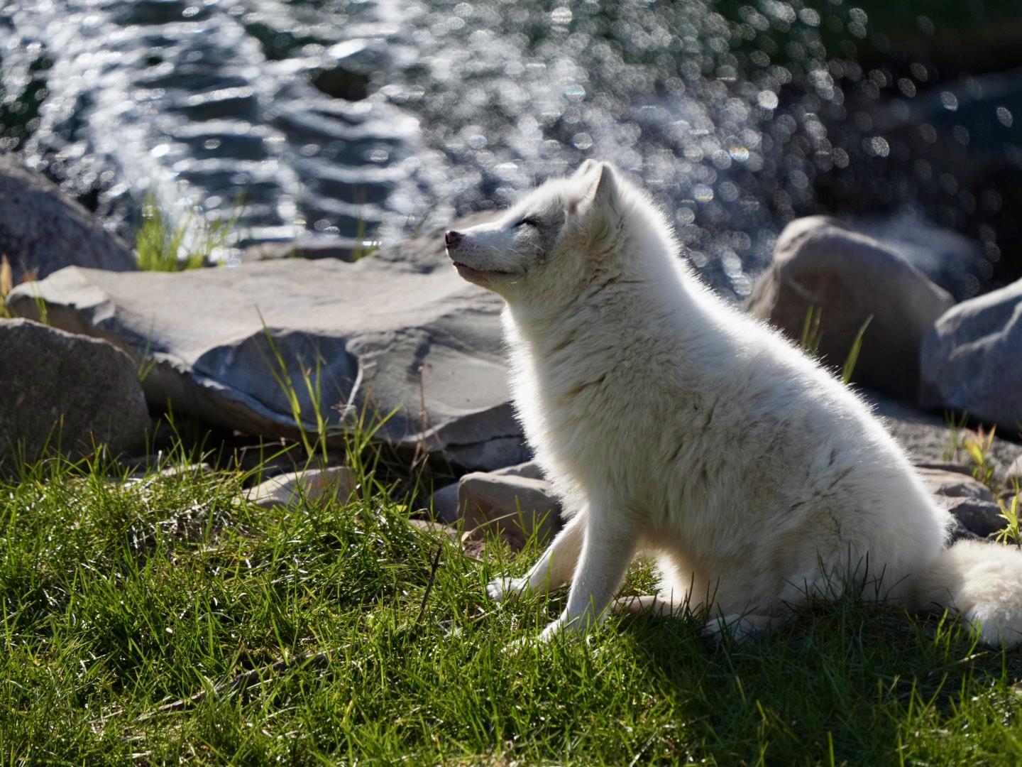 Une cure de jouvence pour le Bioparc de la Gaspésie