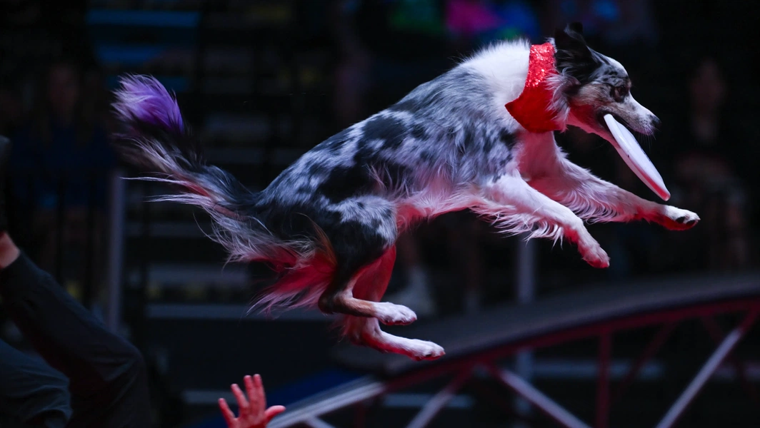 5 dog breeds with remarkably human-like traits