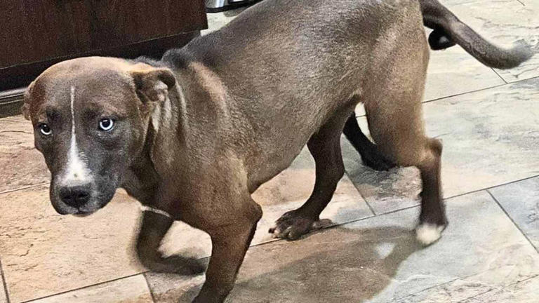 Young puppy with neglectful past is now looking for bright future