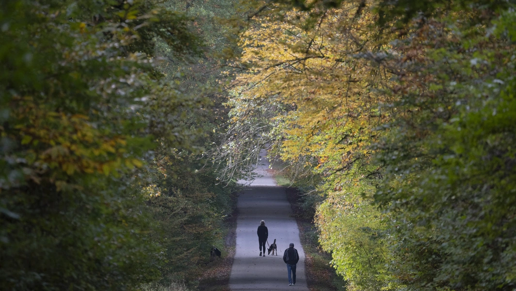 One-hour nature walk shown to ease stress in brain study
