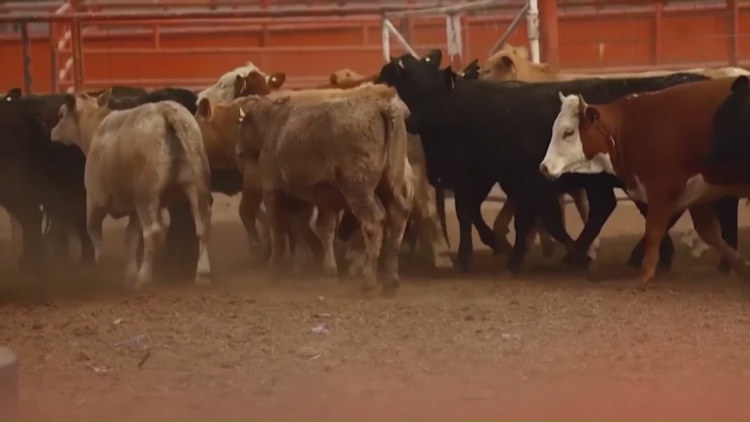 With screwworm now closer than ever to Texas border, state ramps up ...