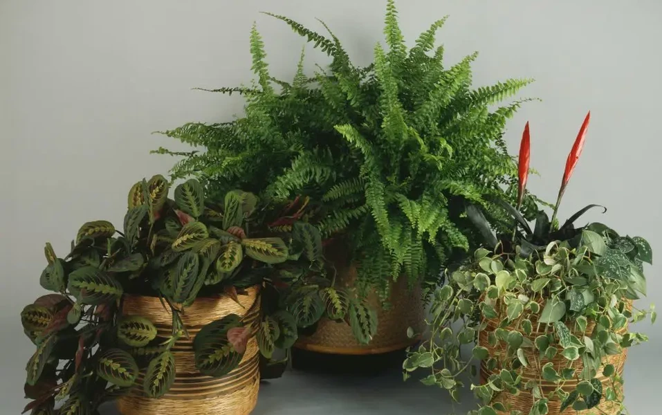 Boston fern care made simple for plant lovers