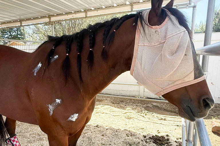 Teen rider accused of stabbing 3 horses at Las Vegas race was 'stalker ...