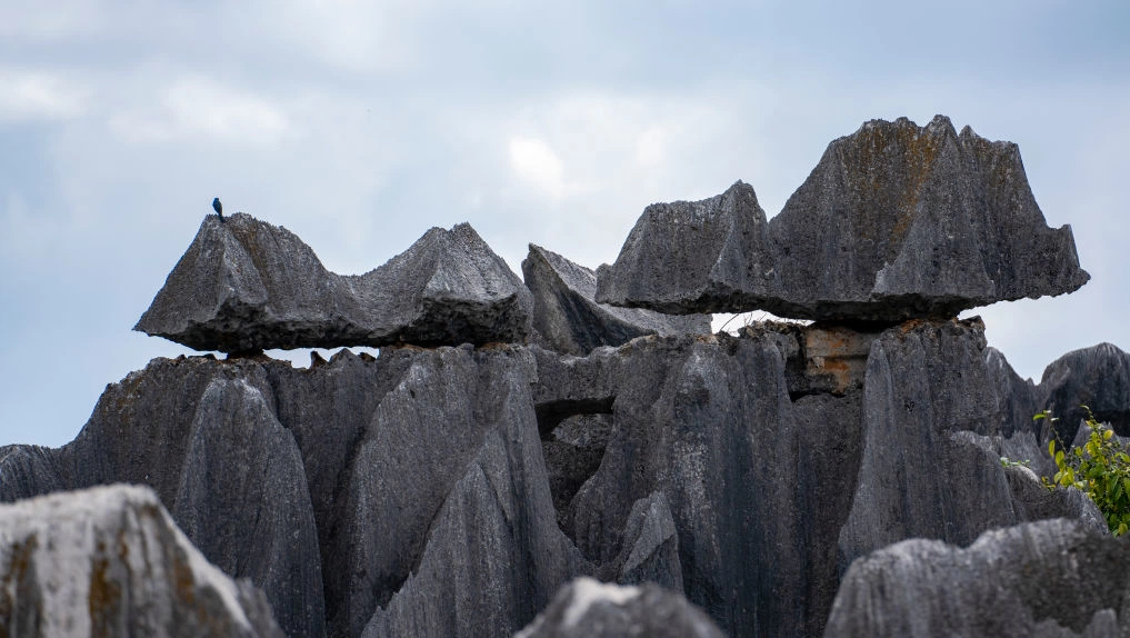 Stone Forest’s UNESCO wonders attract growing global interest