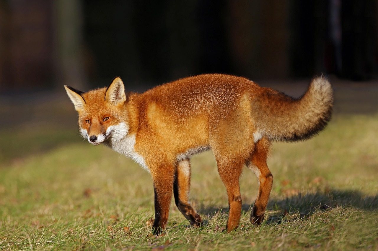 The incredible comeback of the Santa Catalina Island fox
