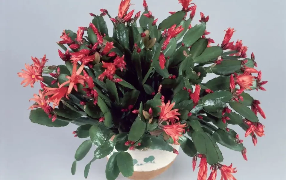 Christmas cactus care tips for year-round blooms