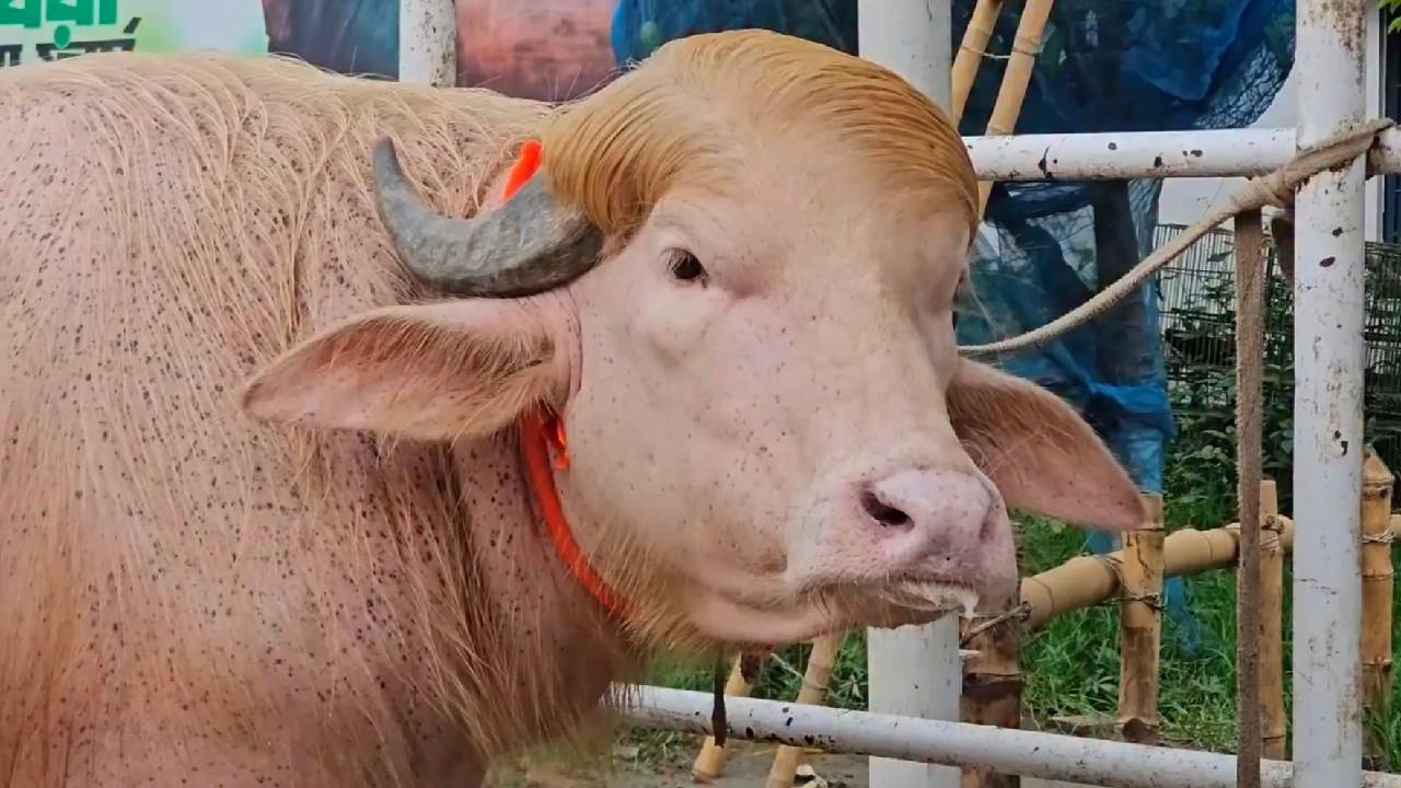 This buffalo got spared from sacrifice because it looks like Donald Trump
