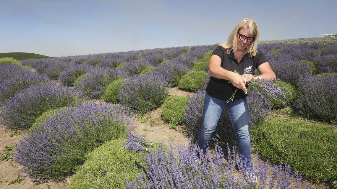 You can pick your own lavender at this SLO County farm. Here's a look