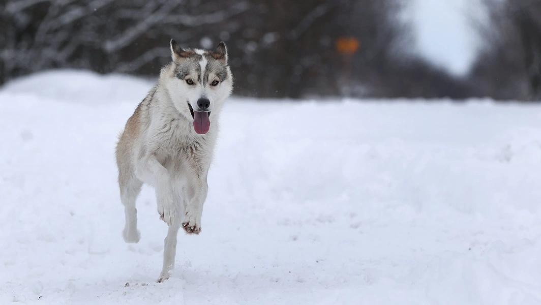6 dog breeds that should stay on-leash