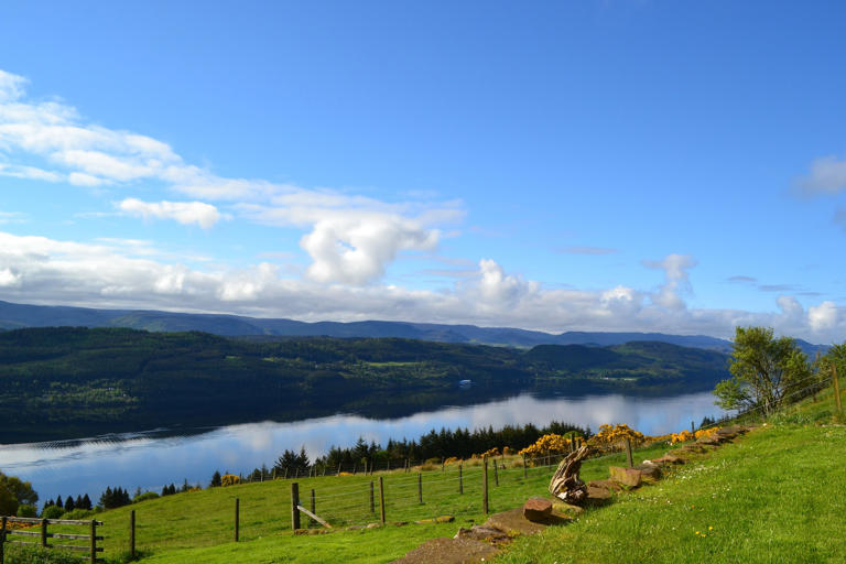First wild boar cull on Highland estate after 'significant rise'