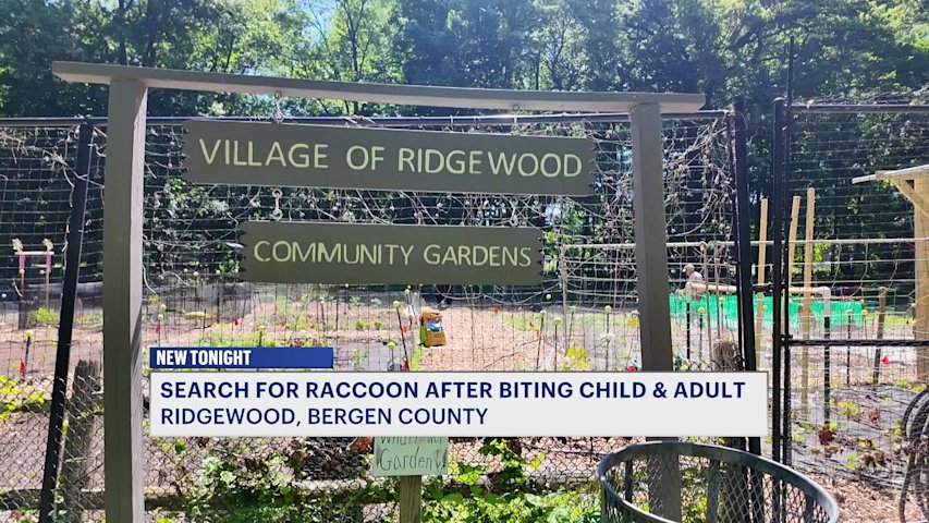 Ridgewood officials searching for raccoon after two people bitten