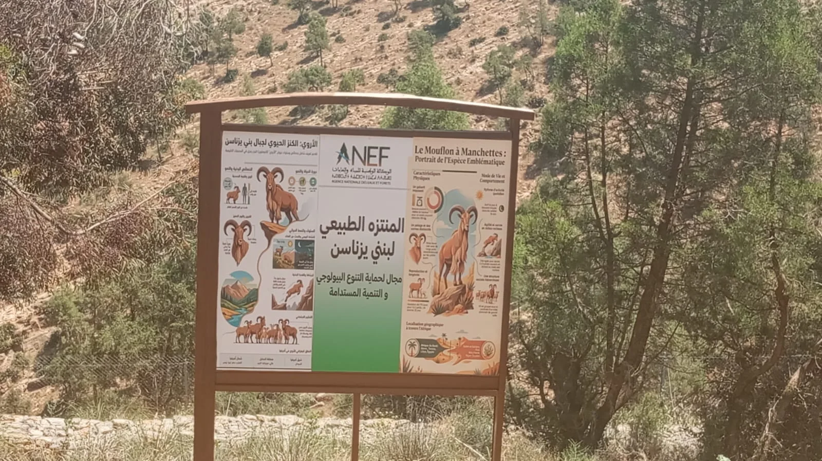 Oriental: La ANEF refuerza la restauración de la fauna silvestre y pone ...