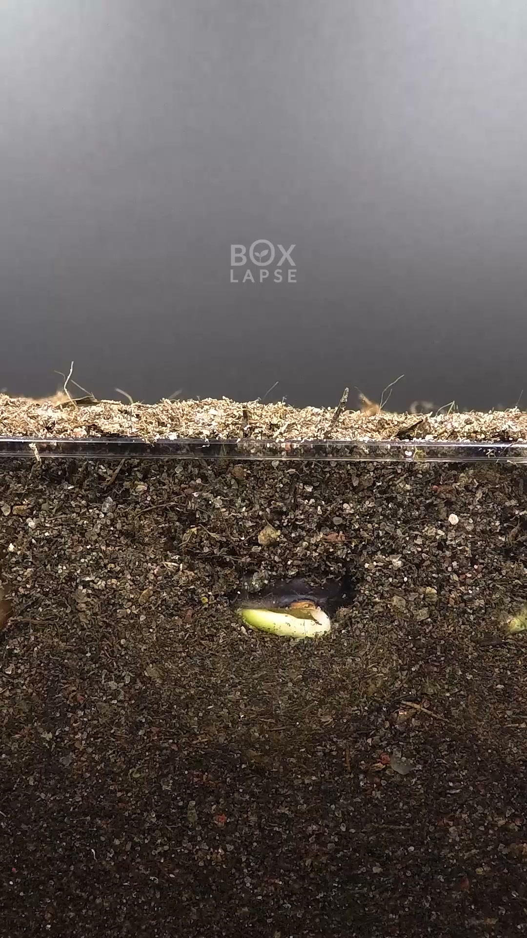 Tiger nut, cacao & bean time-lapse