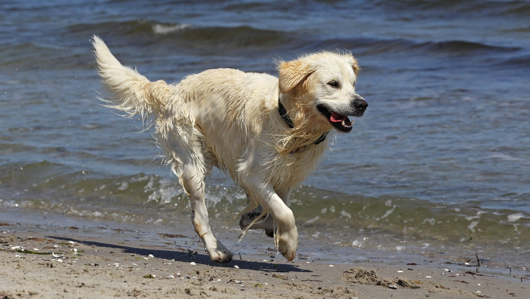 13 goofy and endearing dog moments