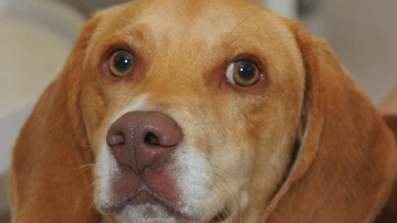 13 goofy and endearing dog moments