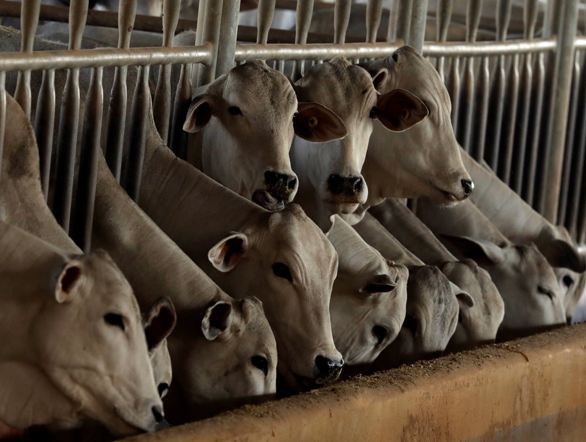 China clears Brazilian beef of foot-and-mouth disease, but quota limits ...