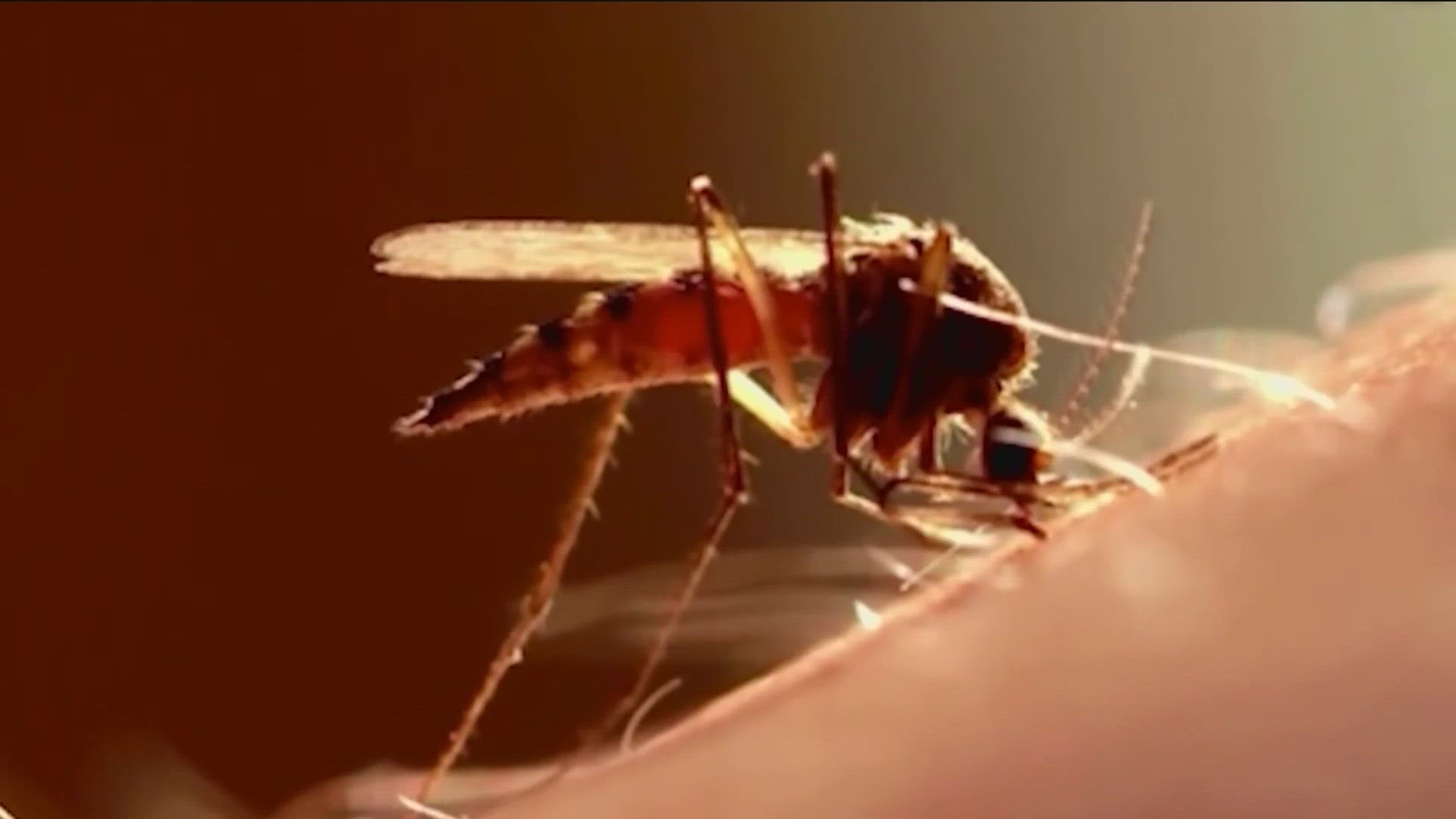 West Nile virus detected in San Diego - How to protect yourself