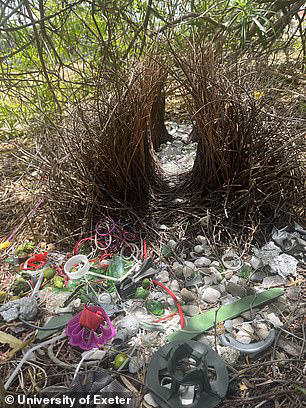 Birds have started using human items to impress their mates - including ...
