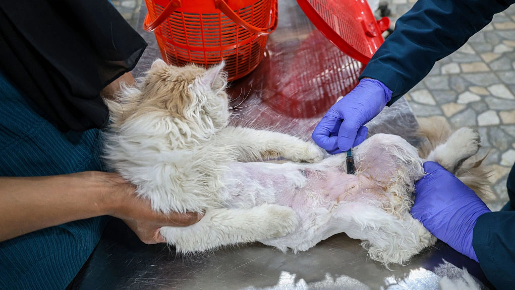 15 warning signs your cat may be unwell