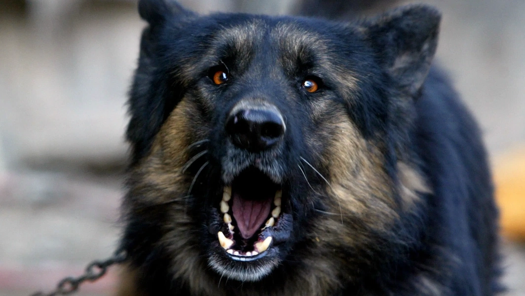 6 loudest dog breeds